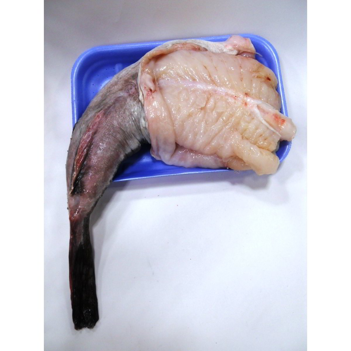 Rana pescatrice coda - Coop Shop