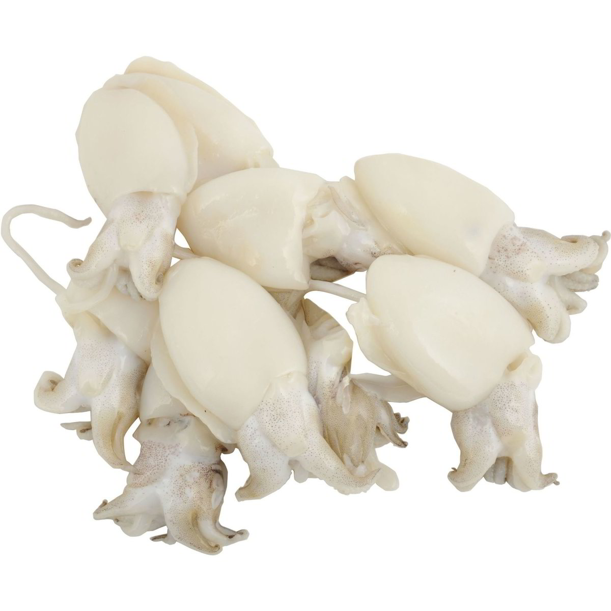 Seppia indopacifica congelata - Coop Shop