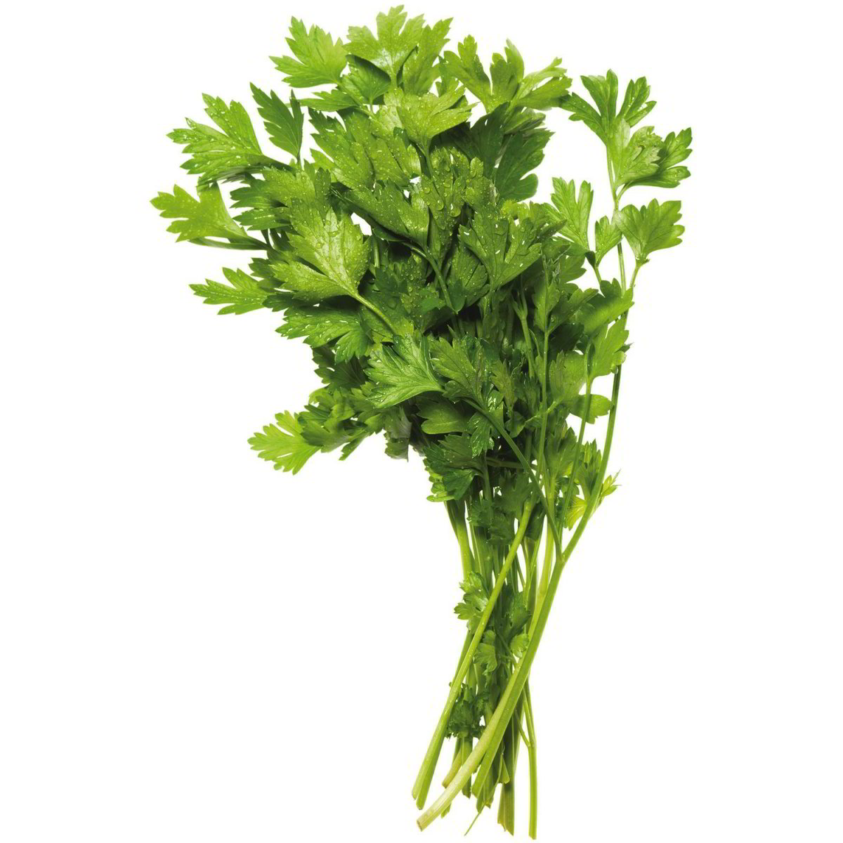 Prezzemolo - Coop Shop