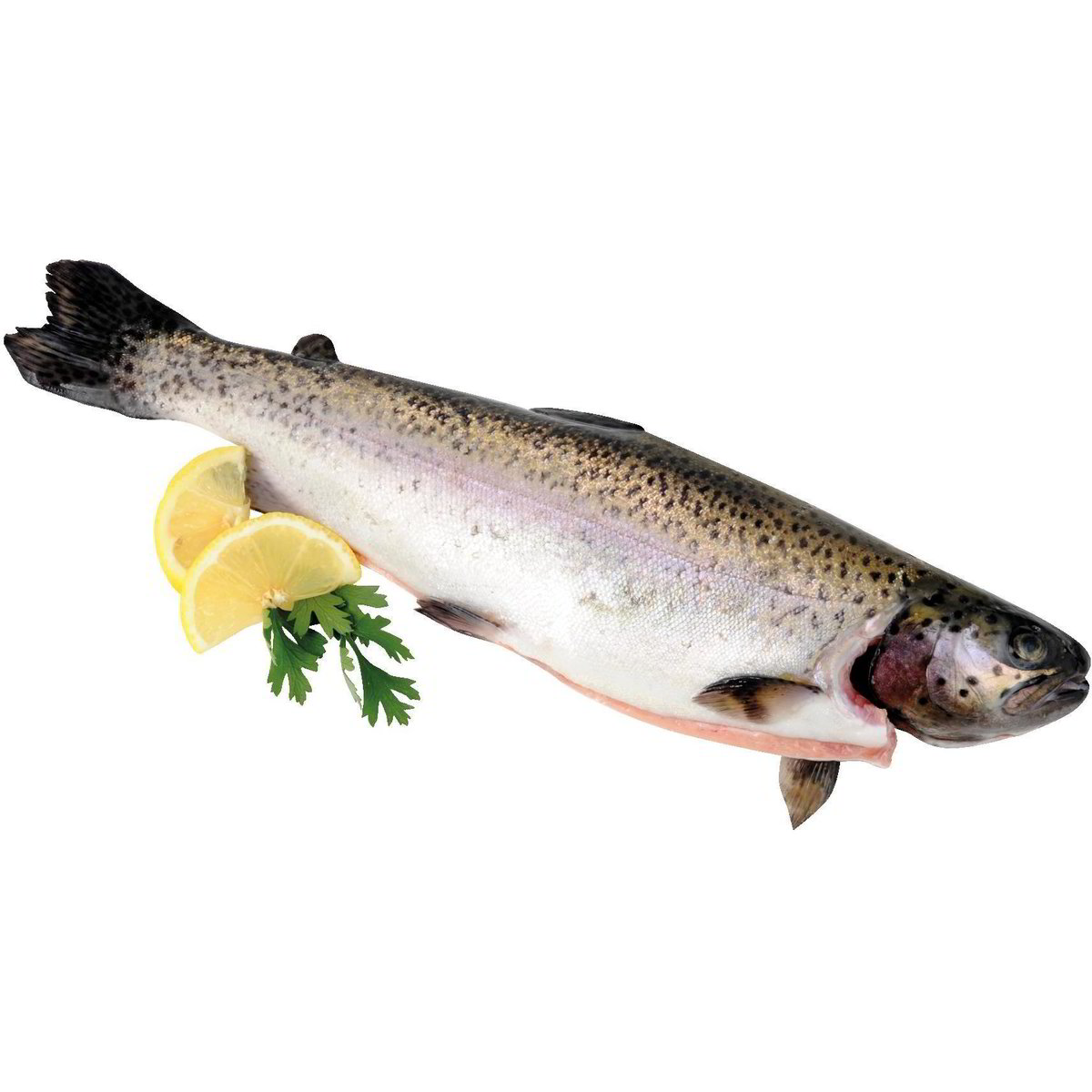 Trota iridea - Coop Shop