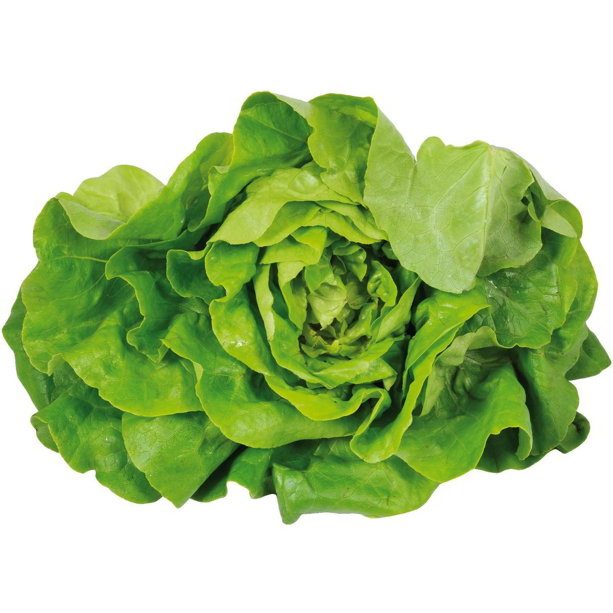 Lattuga trocadero COOP - ORIGINE 250 G - Coop Shop