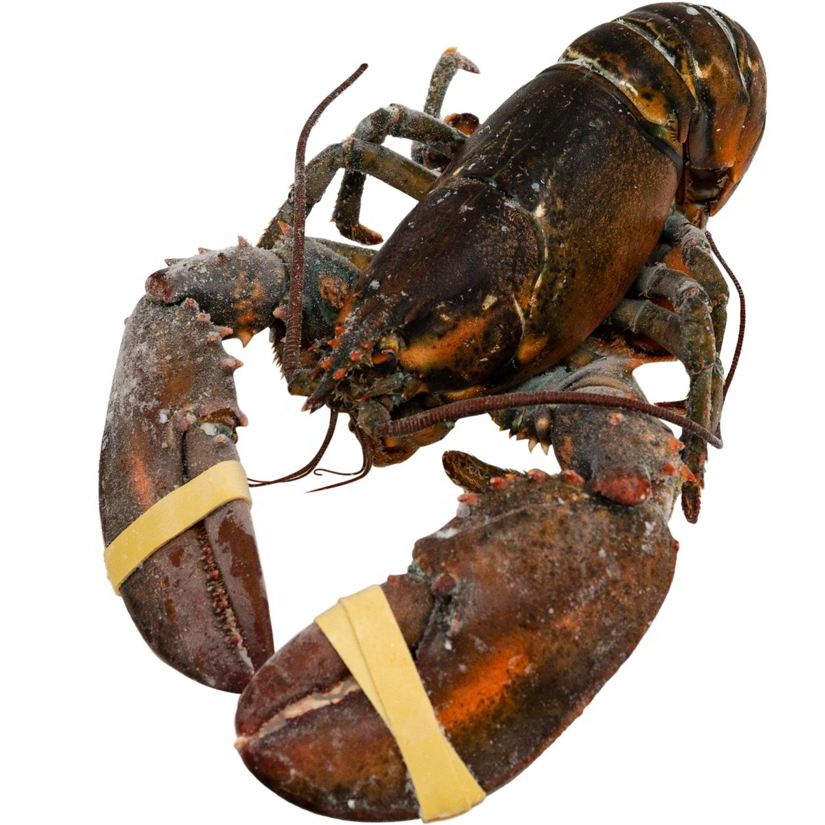 Astice americano congelato FIORITAL 300 GR - Coop Shop