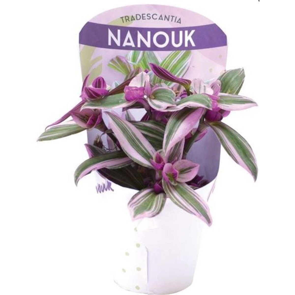 Pianta trandescantia nanouk vaso cm 12 1 PZ - Coop Shop