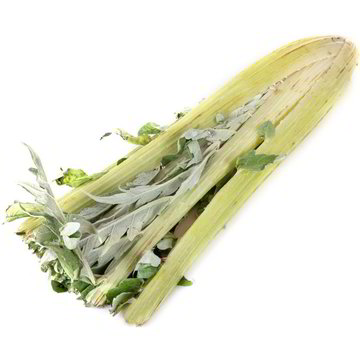 Cardo gobbo ORTOQUI' - Coop Shop