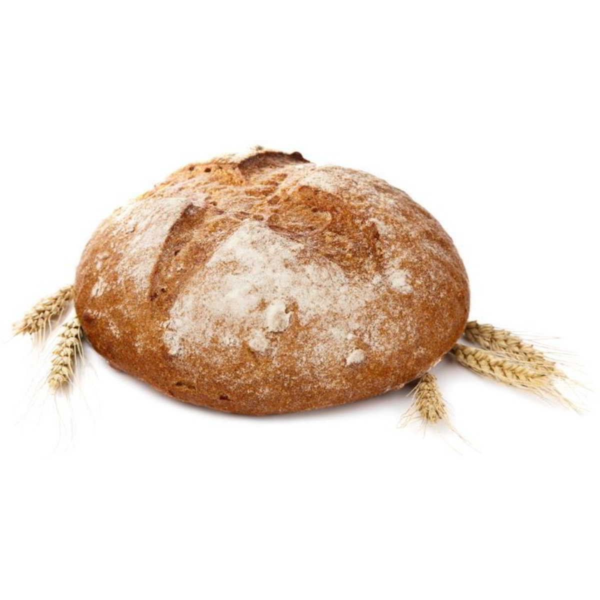 Pane di triora PANIFICIO ASPLANATO ANGIOLINO 500 G - Coop Shop