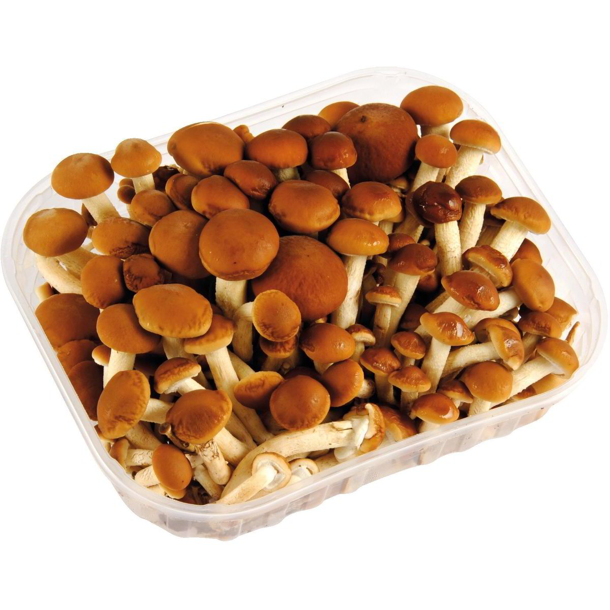 Funghi pioppini 250 GR - Coop Shop