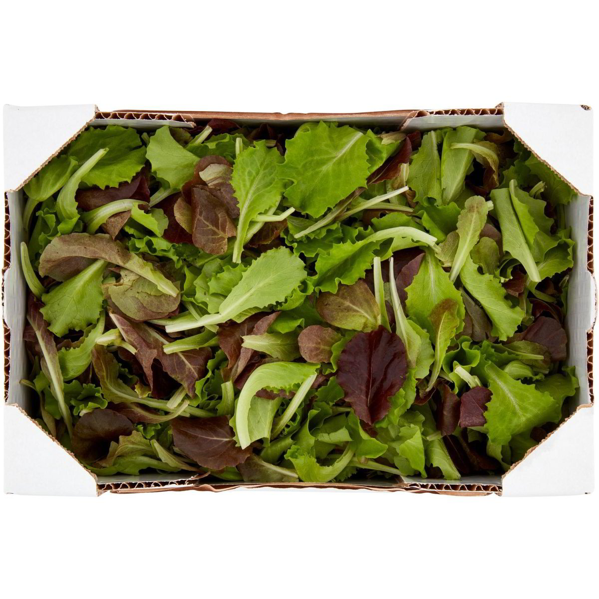 Lattughino ORTOQUI' 250 G - Coop Shop