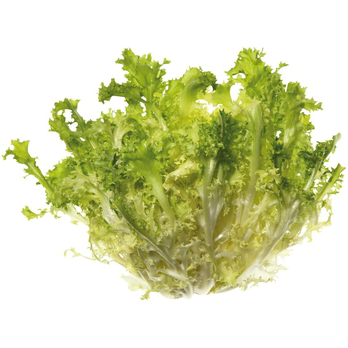 Indivia riccia - Coop Shop