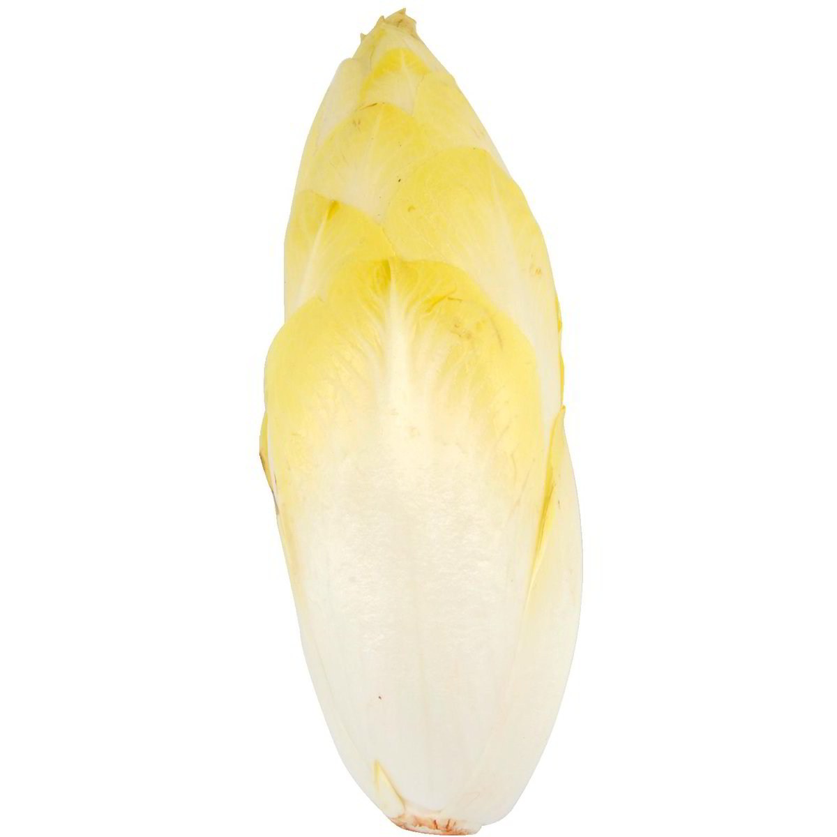 Cicoria witloof 500 G - Coop Shop