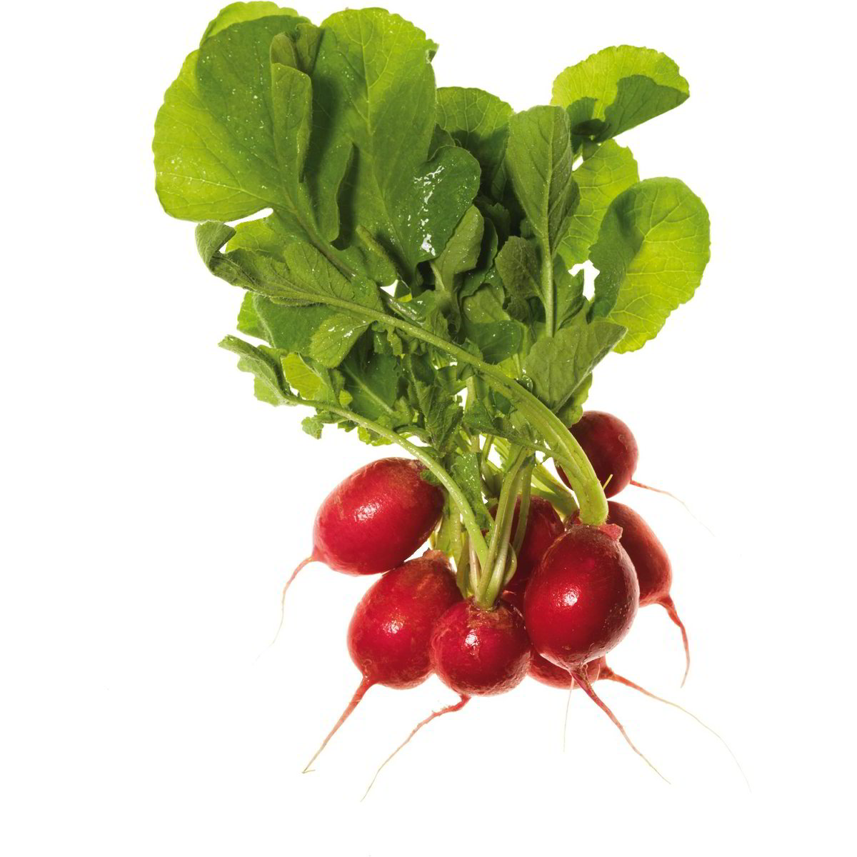 Ravanelli 150 G - Coop Shop