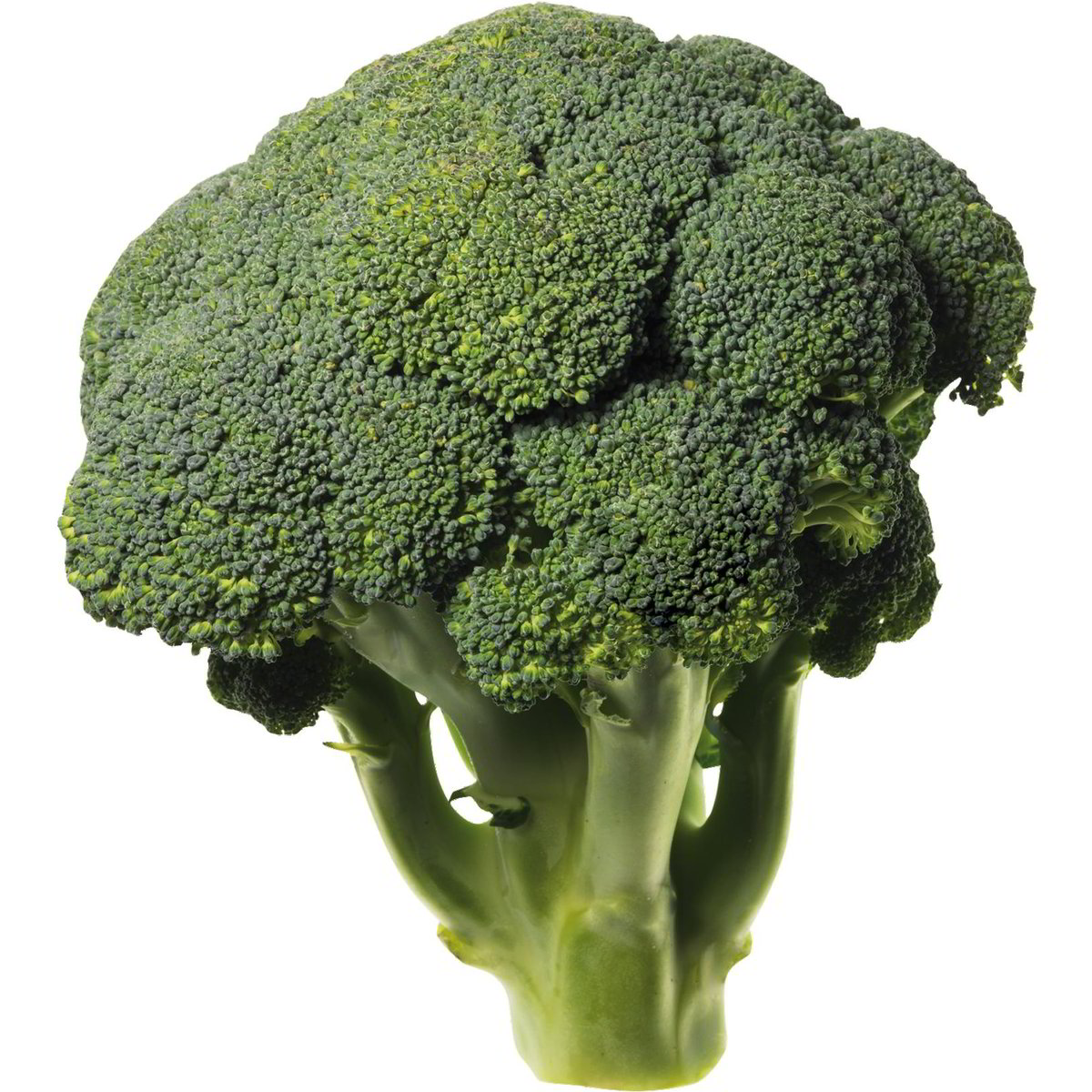 Cavoli broccoli 500 G - Coop Shop