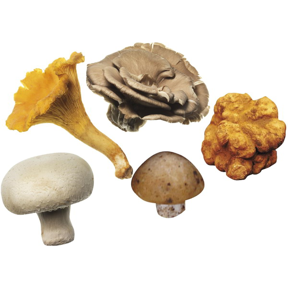 Funghi finferli 250 G - Coop Shop