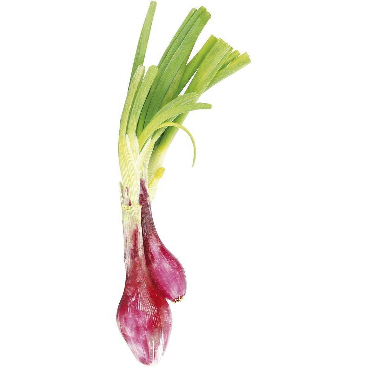 Cipolla fresca di tropea igp - Coop Shop