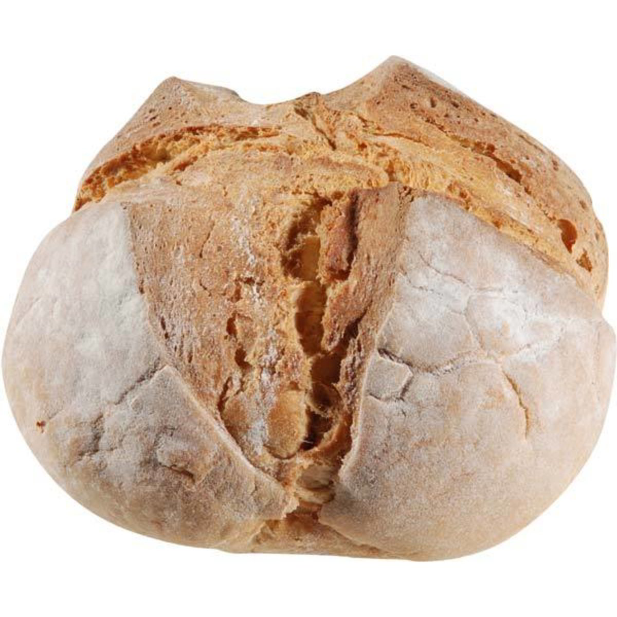 Pagnotta di grano duro - Coop Shop