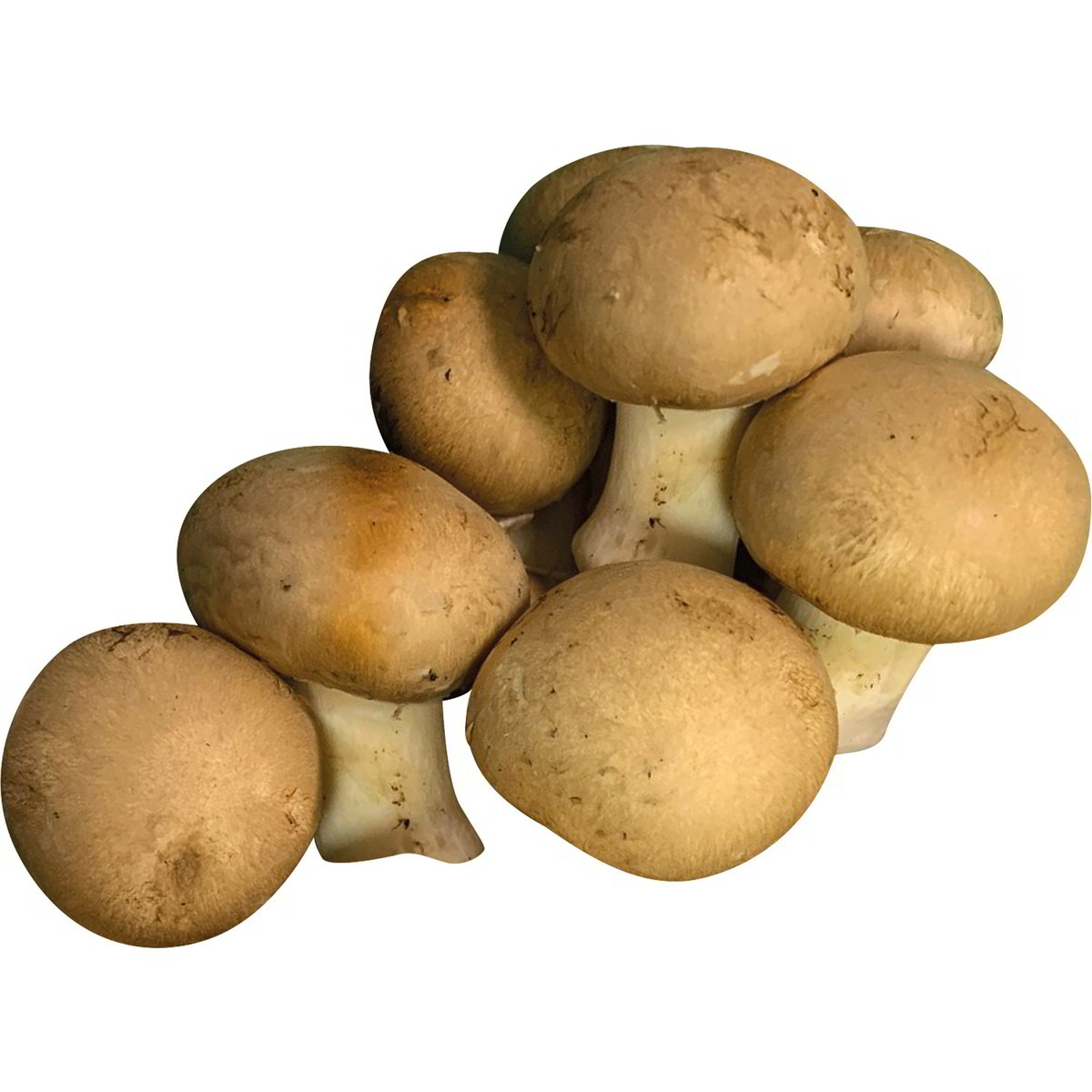 Funghi champignon 500 G - Coop Shop